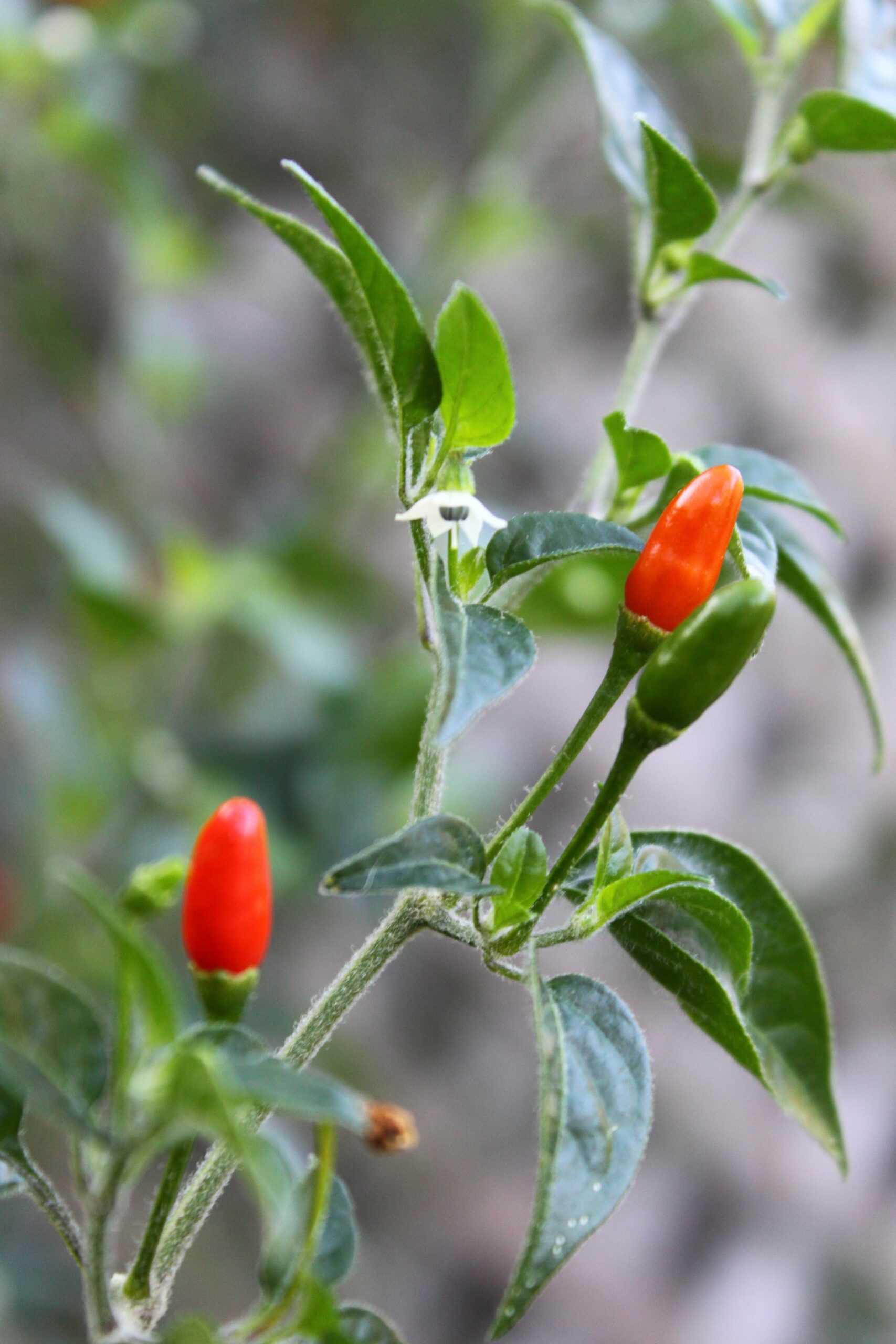PLANTA CHILE PIQUÍN en MACETA - SABOR PICANTE FÁCIL