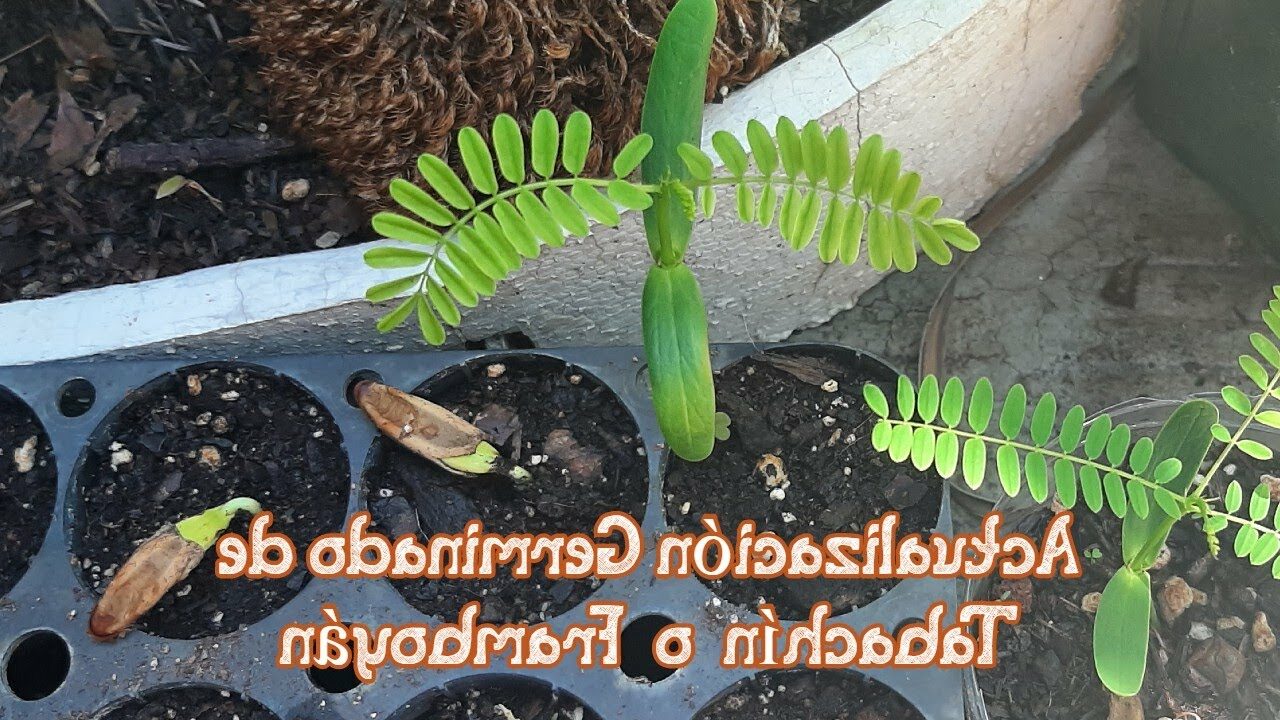 PLANTA TABACHIN y DISFRUTA de sus FLORES HERMOSAS